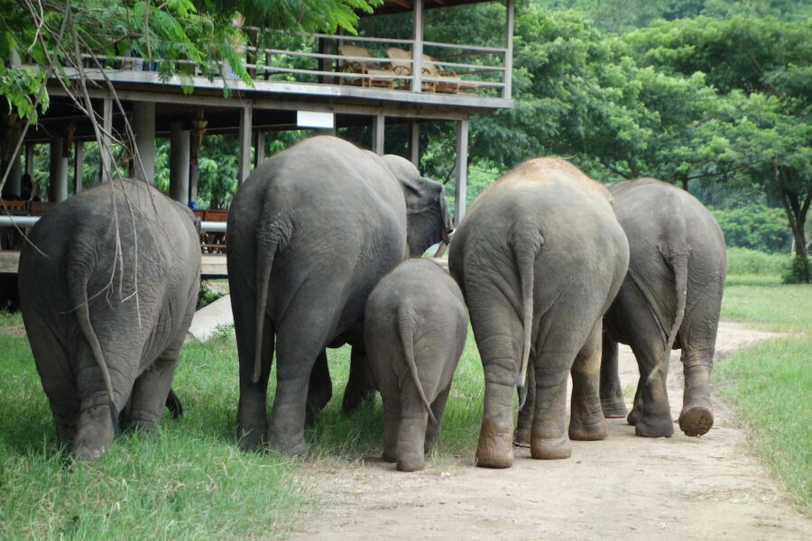 Wild Elephant Kills Tourist in Khao Yai National Park - Thailand News
