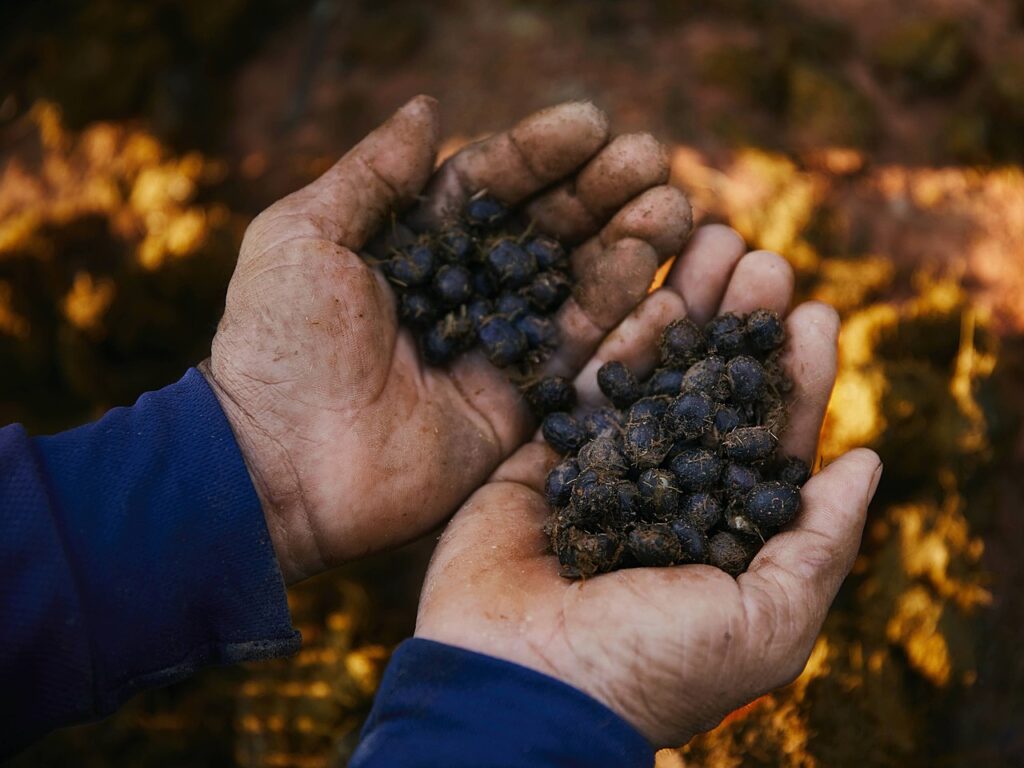 The secret of the world’s most expensive coffee: elephant dung ...