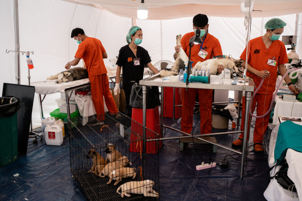 Soi Dog Foundation joins Princess Chulabhorn’s rabies project event in ...