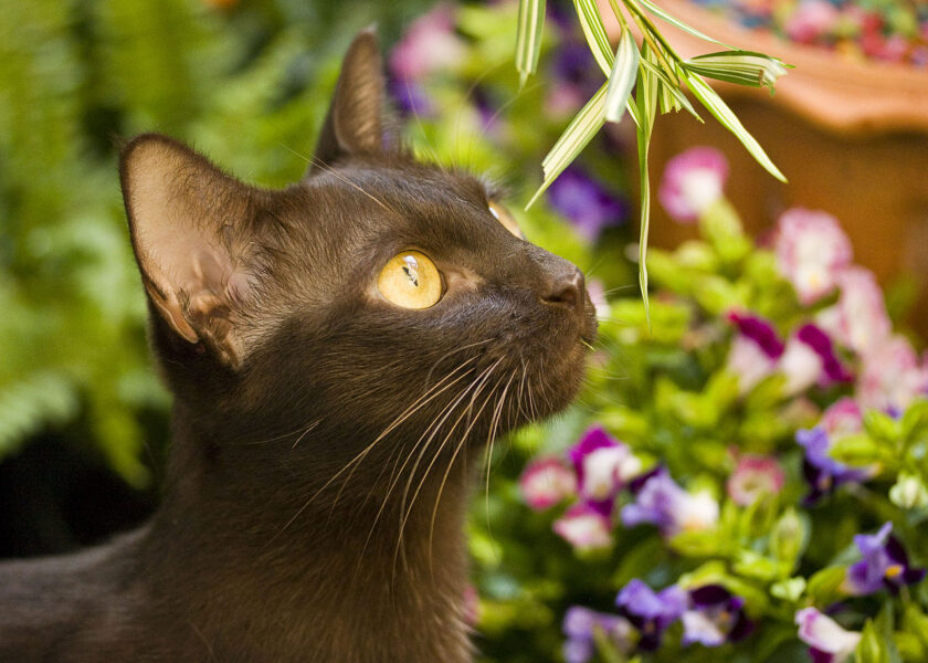 World Cat Federation recognises Thailand’s Suphalak cat breed ...